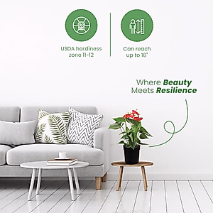 American Plant Exchange Anthurium Plant, 6-Inch Pot, Live Indoor Houseplant, Easy Care Flowering Houseplant, Home and Office Décor, Red Flowers