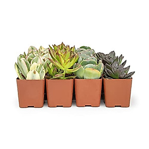 Succulents Plants Live (20PK) Potted Succulent Plants Live House Plants, Cactus Plants Live Plants Indoor Plants Live Houseplants, Indoor Plant Succulents Live Plant House Plant by Plants for Pets
