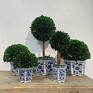 Galt International Preserved Natural Boxwood in Ceramic Pot - Plant and Table Centerpiece - Stunning Greenery and Plant Decor for Home - Blue & White 11"