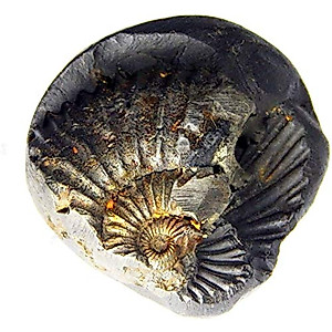 phoenix888 XUETZALCOATL Vishama Sudarshan Shaligram 1.5cm - 2.5cm from Kali Gandaki 1 pcs