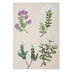 Ink Inc. Botanical Prints Floral Wildflowers Wall Art Prints - Set of 9-5x7- Matte - Unframed