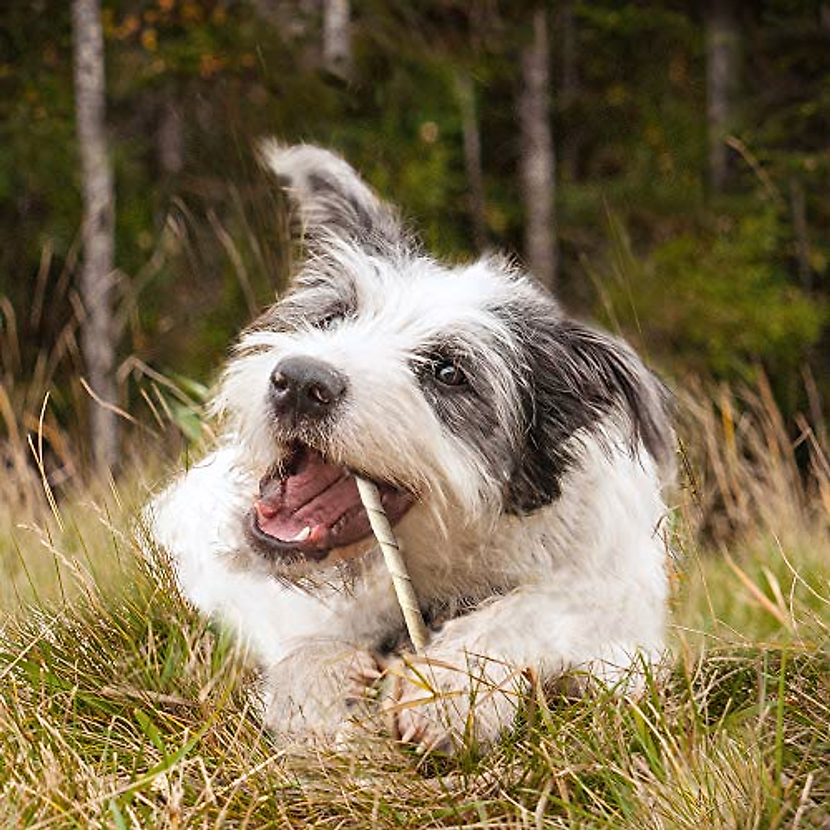 Cadet Premium Grade Beef Hide for Dogs, Long Lasting Rawhide Twist Chew Sticks, Natural Dog Chews, 5 Inch Dog Bones (34 Count)