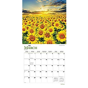 Sunflowers 2021 Calendar