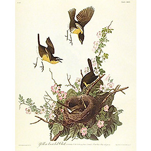 Yellow-breasted Chat. From"The Birds of America" (Amsterdam Edition)