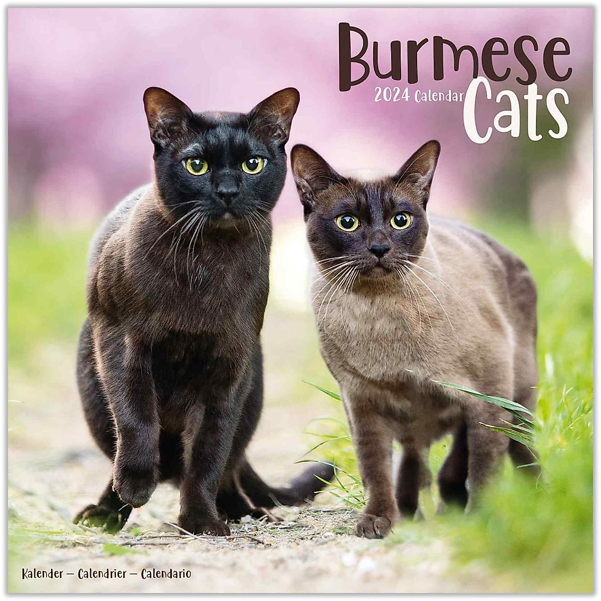 2023 2024 Burmese Cats Calendar - Cute Animal Monthly Wall Calendar - 12 x 24 Open - Thick No-Bleed Paper - Giftable - Academic Teacher's Planner Calendar Organizing & Planning