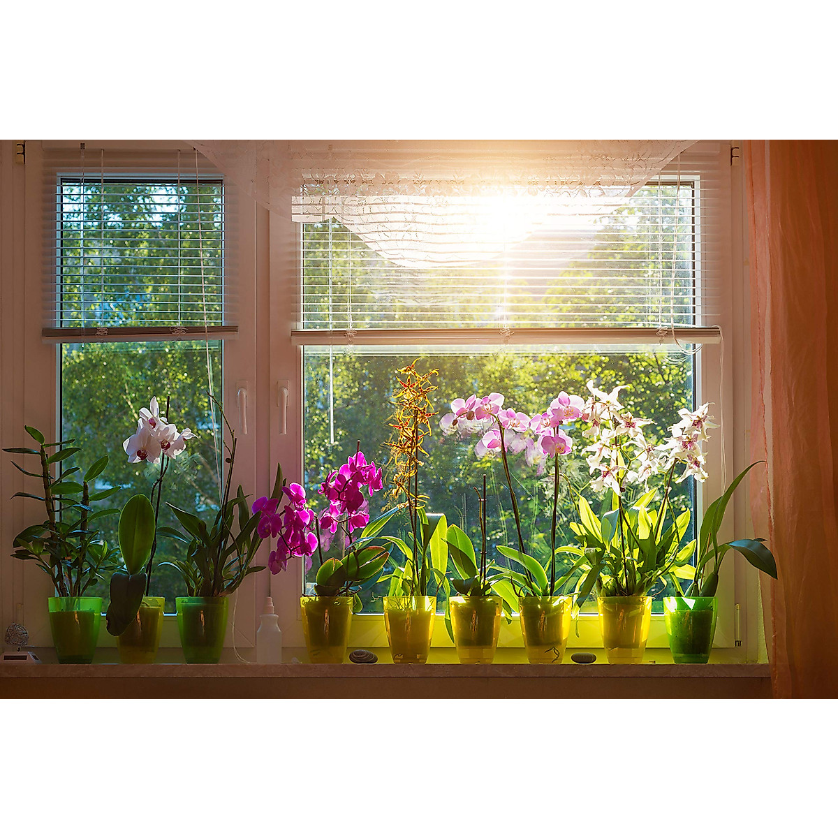 Orchid Fertilizer | Food | Encourages Orchids to Grow in Pot/Pots | for Indoor Outdoor Plant | Orchid Potting Mix by Aquatic Arts