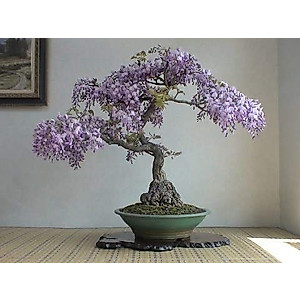 Bonsai Tree Chinese Wisteria Tree Seeds, 10 Pack - Highly Prized Flowering Bonsai, Wisteria sinensis - 10 Seeds to Grow