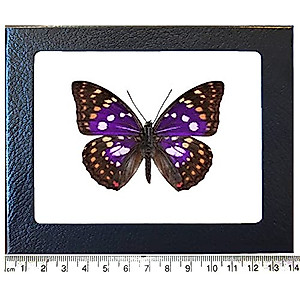 BicBugs Sasakia charonda Black Purple White Butterfly China Framed