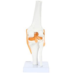 Knee Model Anatomy - Anatomically Correct Knee Joint Model with Ligaments and Muscles, Human Knee Model, Display Movement, Includes Base, Detailed Full Color Product Manual, Made by Axis Scientific