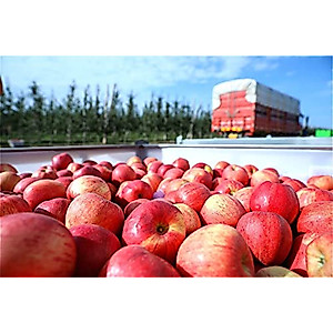 seedcaps Dwarf Apple Seeds for Planting - (Honey Crisp, Gala,Green,Golden) Apple Mixed 100 Seeds - Non-GMO Organic Apple Tree Seeds to Plant Home Friuts Garden Bonsai