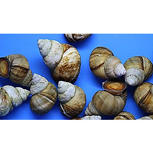 (10) Pack of Trapdoor Snails Live for Aquarium Pond or Fish Tank