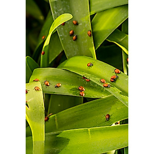 Buddy Bugs 3000 Pre-Fed Live Ladybugs for Aphid Control | Hippodamia Convergens | Guaranteed Live Delivery