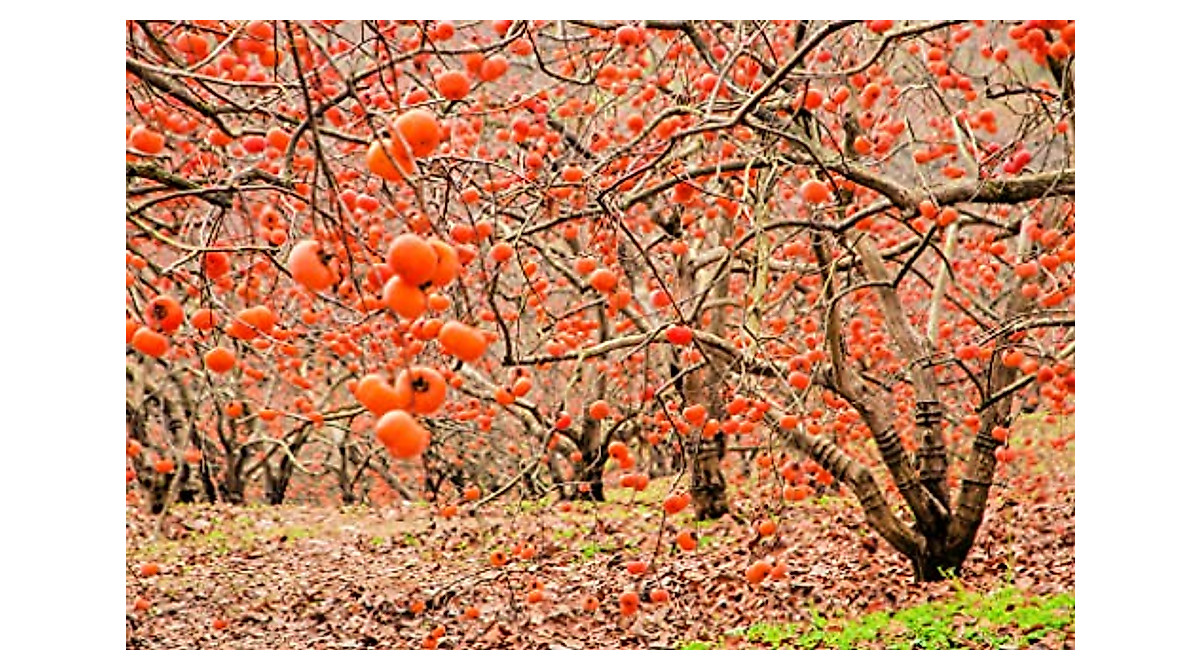 Grow Tasty American Persimmon Trees from Our Seedlings