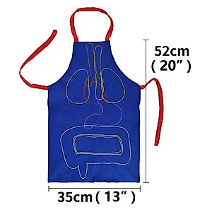 PRIMUZ 3D Organ Apron For Home Preschool Teaching Aid,Human Body Removabl Organs Apron ，Vital Organ Apron That Helps Children Understand The Internal Structure Of The Bod