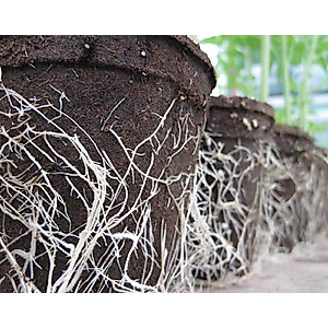 CowPots CP4-12 Square, 4-Inch (12 Pack), Brown