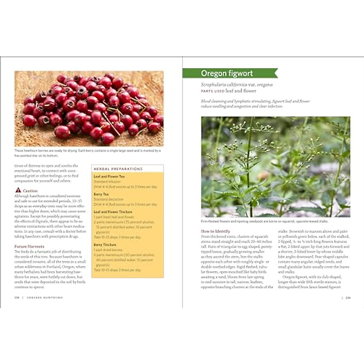 Pacific Northwest Medicinal Plants: Identify, Harvest, and Use 120 Wild Herbs for Health and Wellness (Medicinal Plants Series)