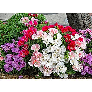 Seeds Satin Flower (Godetia) Mix Large Flower Indoor Garden Beautiful Flowers Annual for Planting Non GMO