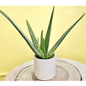 Aloe Vera Plant Live Succulent Plants, Live Aloe Vera Plant Succulents, Live Aloe Plant in Aloe Plant Pot, Aloe Plants Live Indoor Plants, Live Aloe Vera Plant Indoor House Plants by Plants for Pets