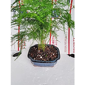 Jmbamboo - Fern Leaf Plumosus Asparagus Fern - Bonsai Pot 4x4x2 - Easy to Grow - Great Houseplant