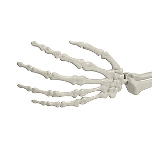 5.4ft Full Body Skeleton Prop with Movable Joints, Poseable Life Size Skeleton Statue for Anatomy Scentific Study Halloween Outdoor Decoration (White)