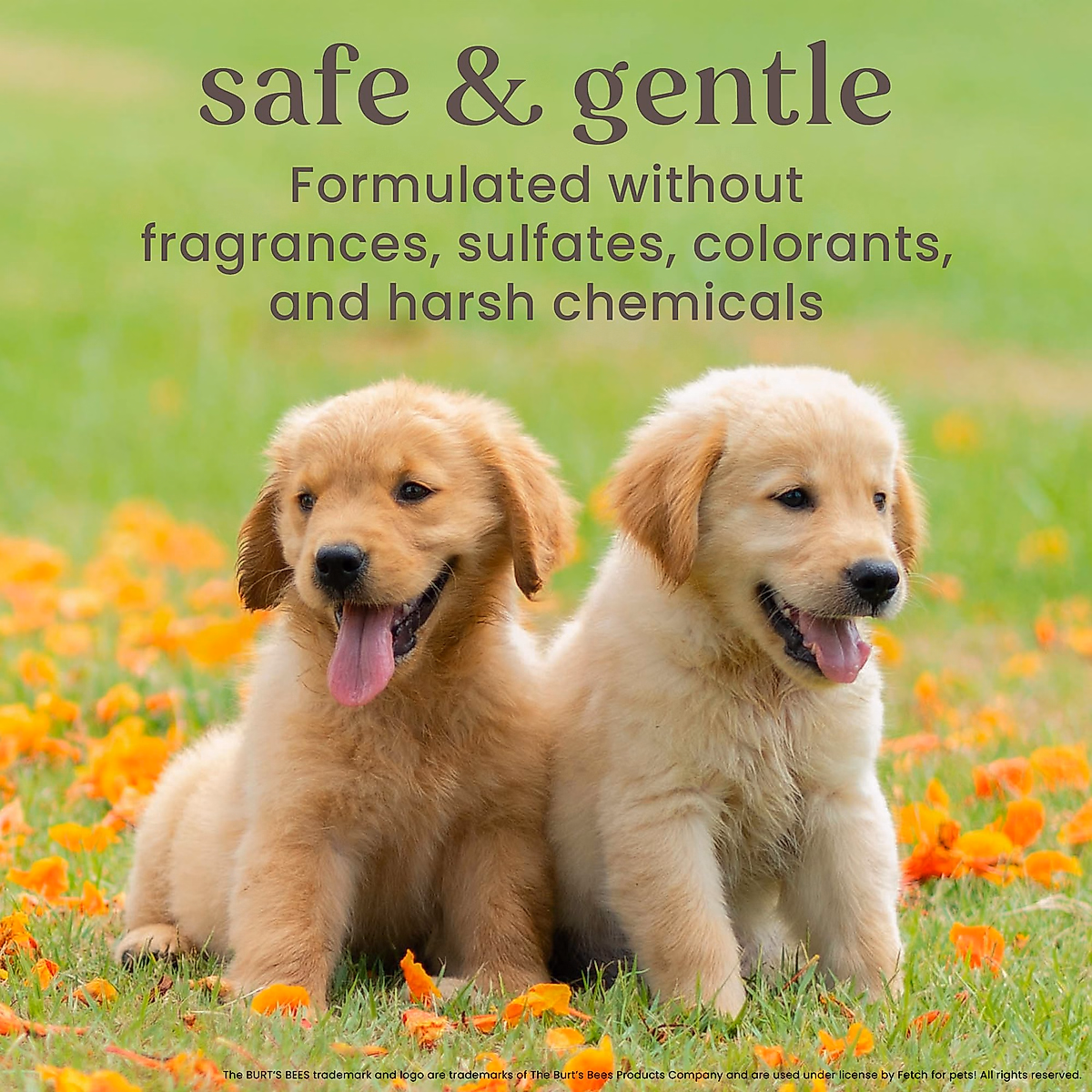 Burt's Bees for Pets Tearless Puppy Shampoo with Buttermilk, 95% Natural Origin Formulas, Shampoo for Puppies - Gentle Dog and Puppy Shampoo Tear Free, Best Puppy Shampoo Tearless, 16 oz