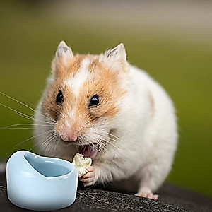 Mipcase Hamster Ceramic Bowl- Small Animal Food Bowl, No Spill Food Water Dish for Hedgehog Gerbil Chinchilla Rat Ferret ( Blue )