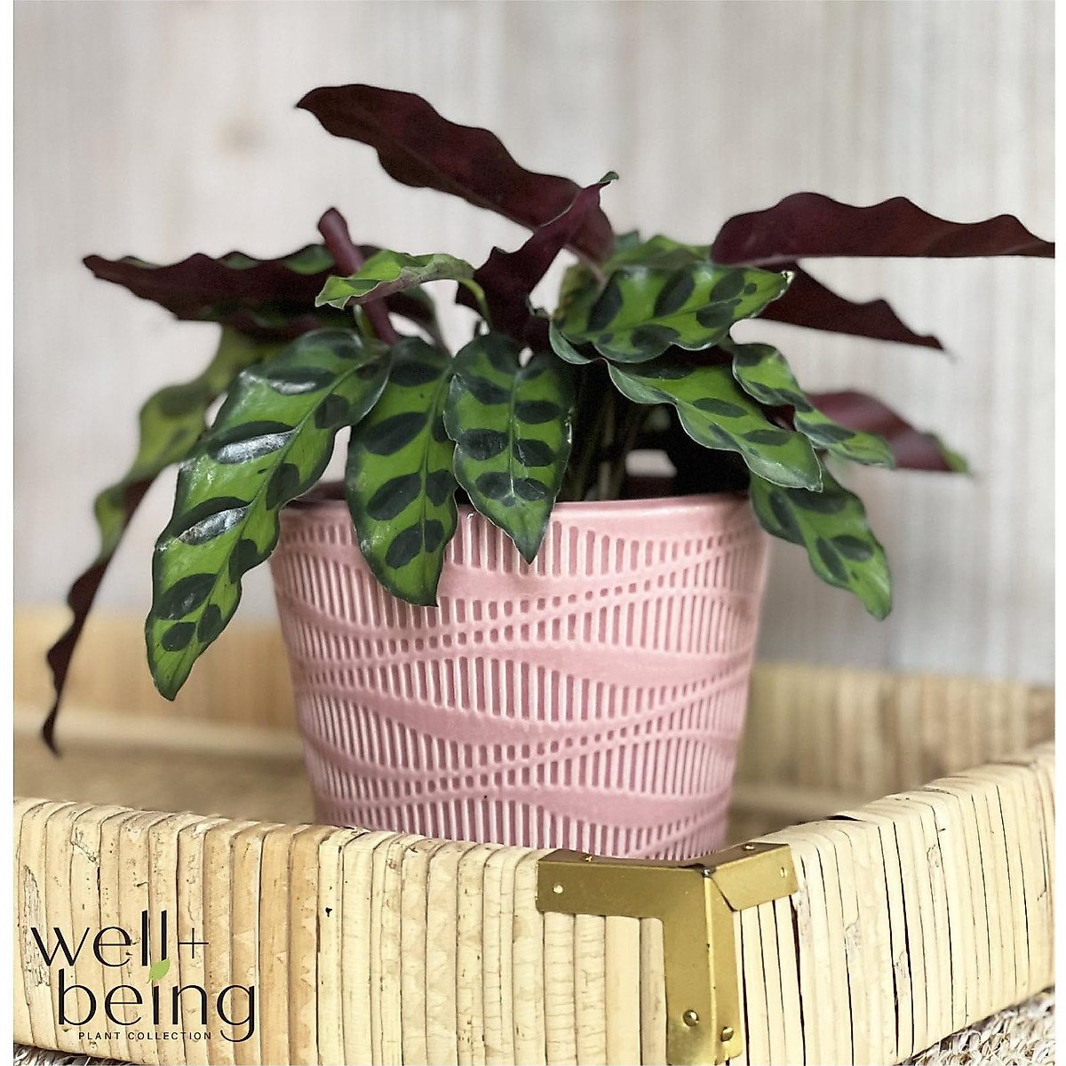 Nature's Way Farms Calathea Rattlesnake, Live Indoor Houseplant, Long Leaf Prayer Plant, Tropical Plant, Pet Safe (8-15 inches Tall) in Growers Pot