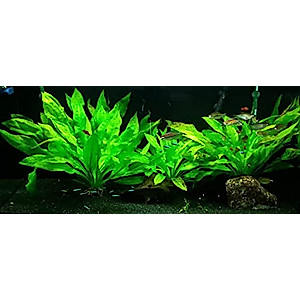 Marcus Fish Tanks - 3X Amazon Sword Echinodorus Bleheri Easy Live Aquarium Plants for Aquatic Freshwater Fish Tank