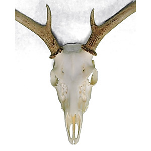 Pro Size Antler Art Crafting Epoxy Kit - Repair Horns Antlers Skulls Teeth Claws - 3 lb. Jumbo KIT -Great for Antler Lighting, Furniture, Collectibles, Antler Christmas Tree, Wreaths and More!