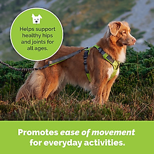 Dog Joint Support Supplement Powder - Energy & Mobility, Beef Flavor - Hip & Joint Supplement with Glucosamine - Inflammation Fighter for Dogs - Dog Supplements & Vitamins are 3rd-Party Quality Tested