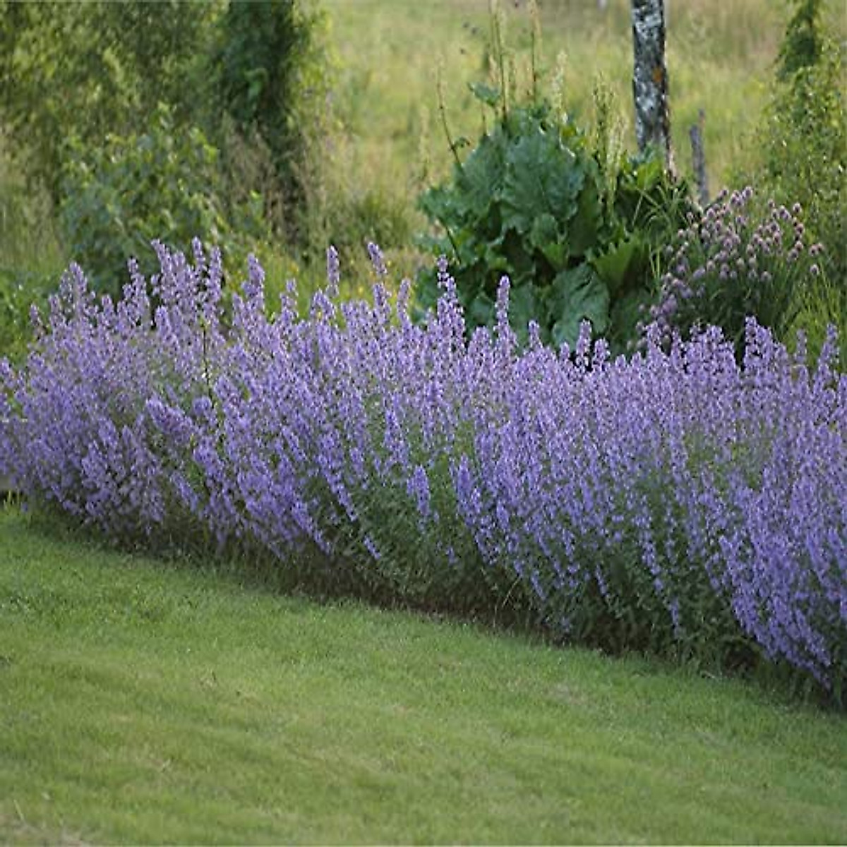 Catmint Seeds- 'Blue Wonder'-(Nepeta Mussinii)-Compact, Heat Tolerant,Perennial,Hardy,Excellent Groundcover! 25 Seeds-QAUZUY GARDEN