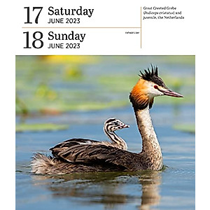 Audubon Birds Page-A-Day Gallery Calendar 2023: Hundreds of Birds, Expertly Captured by Top Nature Photographers