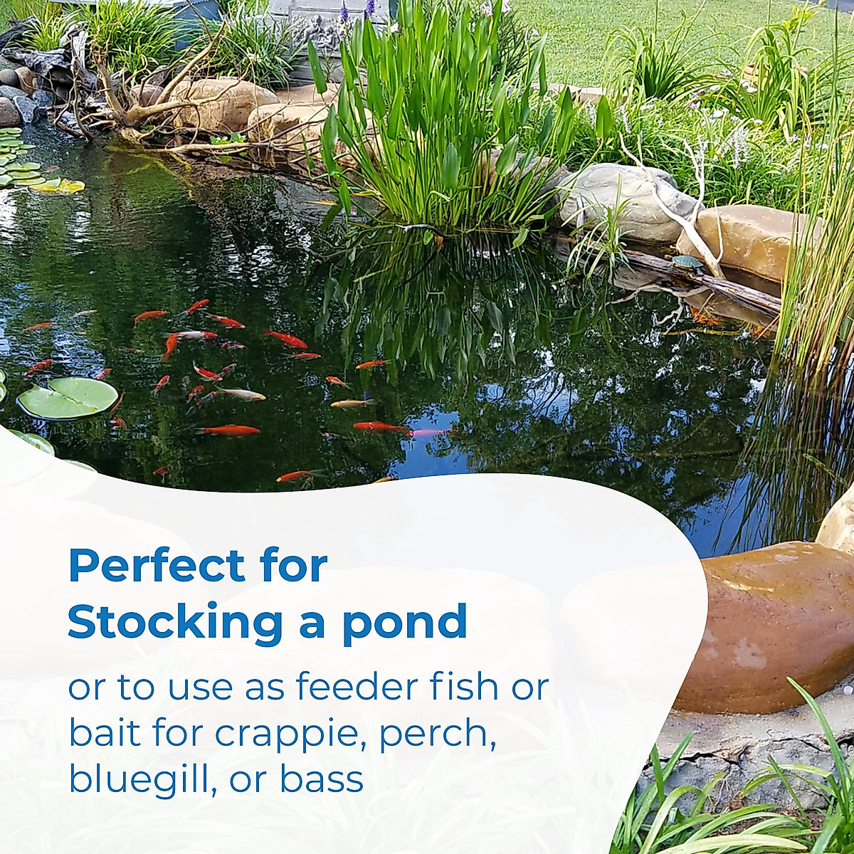 Toledo Goldfish Rosie Red Minnows - Versatile Live Fish Perfect for Aquariums or as Feeder Fish for Ponds - Small, 1,000 Count