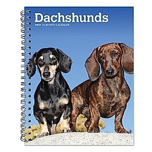 Dachshunds 2021 Calendar