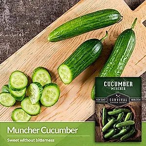 Survival Garden Seeds - Muncher Cucumber Seed for Planting - Packet with Instructions to Plant and Grow Delicious Burpless Slicing Cucumbers in Your Home Vegetable Garden - Non-GMO Heirloom Variety
