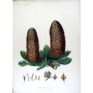 Picea nobilis. Loudon. (Red Fir)