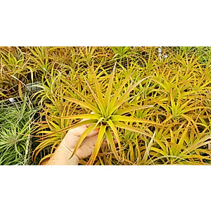 TDG The Drunken Gnome Tillandsia Air Plants Assorted Variety Pack, 3 X-Large