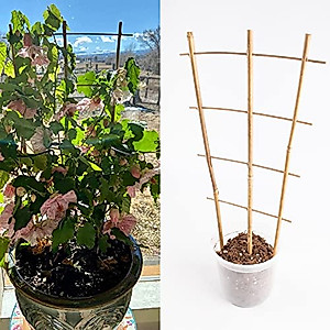 Avalution 10 Pack Bamboo Trellis for Climbing Plants 16" Natural Garden Ladder Trellis, Fan -Shaped Plant Support Trellis for Potted Plant Decor