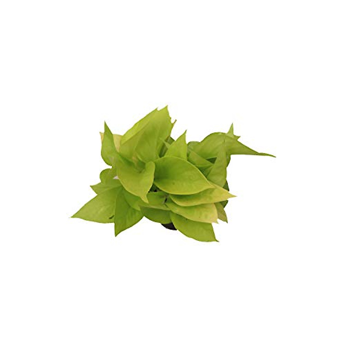 California Tropicals 4" Neon Pothos Live Pot Houseplant - Plant for Indoors, Outdoors, Easy Care Tropic for House, Office, Potted Real Plant Easyplant for Inside Houses & Gardens for Purifying Air
