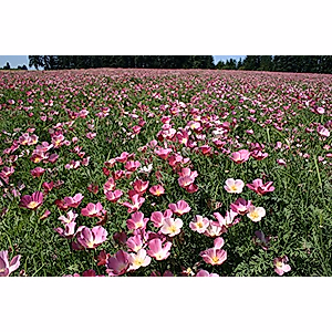 "Purple Gleam" California Poppy Flower Seeds for Planting, 1000+ Seeds Per Packet, (Isla's Garden Seeds), Non GMO & Heirloom Seeds, Scientific Name: Eschscholzia californica, Great Home Garden Gift