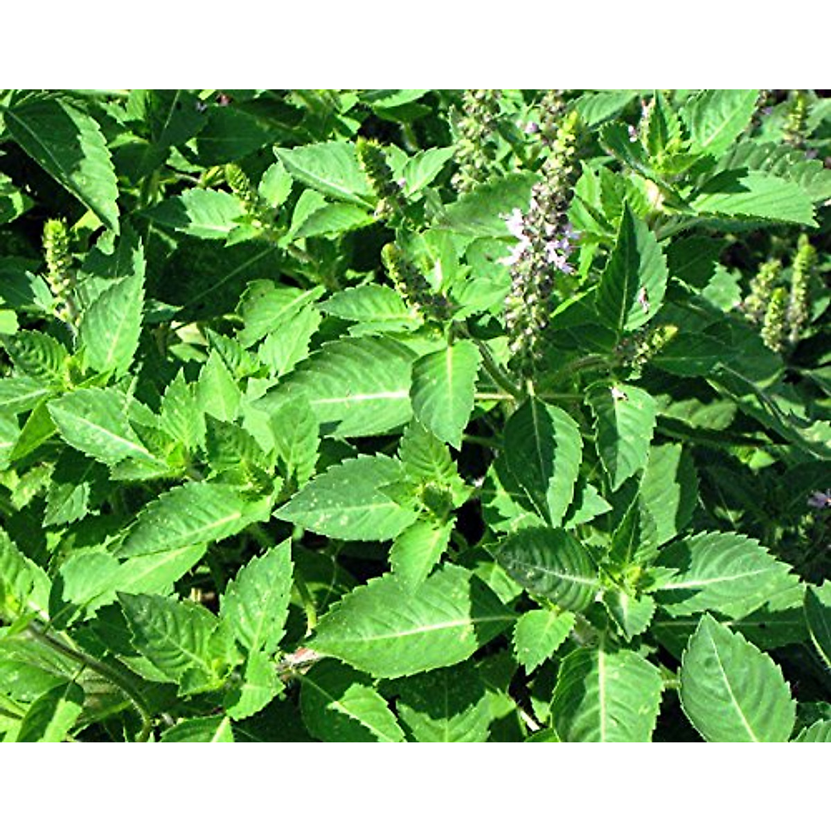 100+ Indian Rama Tulsi Holy Sacred Basil Seeds Green Leaf Heirloom Non-GMO Tulasi Herb Grows Big Fragrant Grown in USA