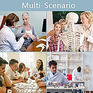 Benilev Disarticulated Human Skeleton Model for Anatomy, Full Size 67'' Skeleton with 200+ Bones Structures 3 Poster Skull Spine Bones Articulated Hand & Foot, for Anatomy Medical Learning