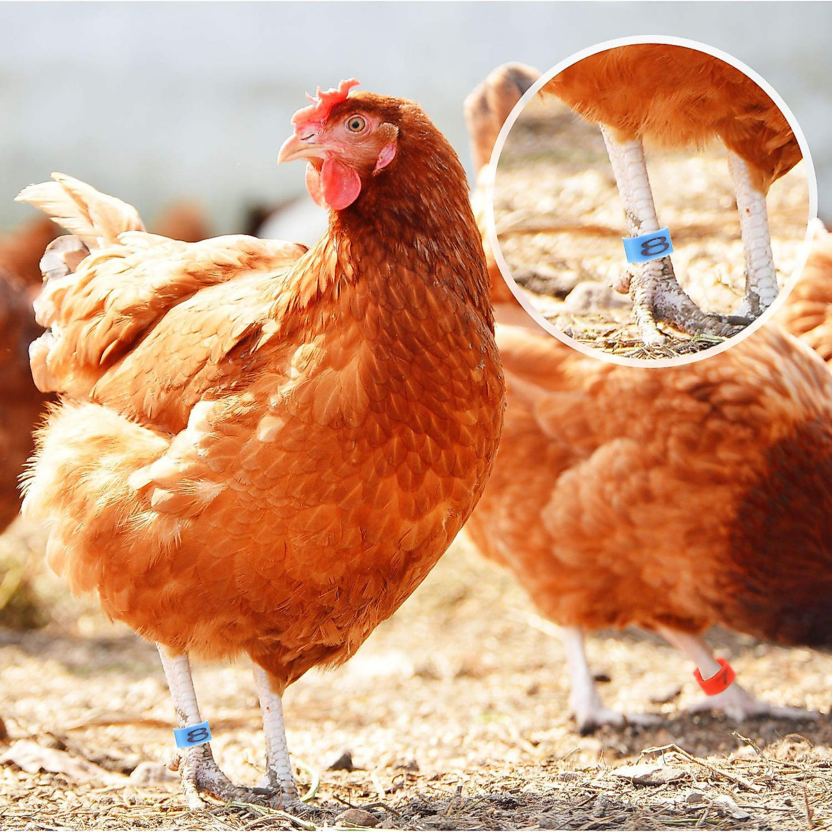 48 Pieces 16 mm Medium Chicken Leg Rings Multiple Colour Chicken Identification Leg Bands Numbered Clip on Leg Rings for Gamefowl Turkey Duck Goose Guinea Fit 1/2 to 5/8 Inch Legs