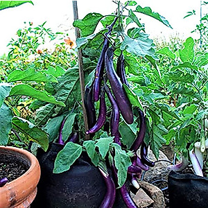 Eggplant, Long Purple Eggplant Seeds, Heirloom, Non GMO, 50 Seeds, Garden Seed, Long Purple, Heirloom, Non GMO, Garden Seed