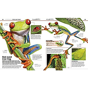 Animal! (DK Knowledge Encyclopedias)