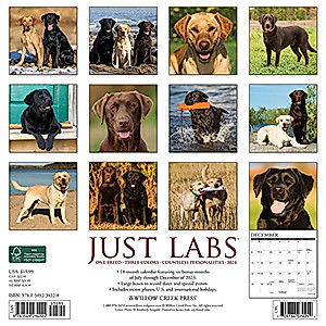 Willow Creek Press Labs Monthly 2024 Wall Calendar (12" x 12")