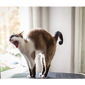 I LOVE MY PETS LLC Turmeric cat - Cats Joint Health with Turmeric - Powerful Formula - VETS Choice - Vitamin c for Cats - 1 Bottle (60 Treats)