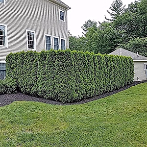 Arborvitae Emerald Green | 3 Live Gallon Size Trees | Thuja Occidentalis Smaragd | Evergreen Privacy Screening Hedge Plants