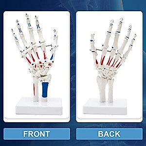Winyousk Human Hand Model with Articulated Joints for Natural Movement, Show Muscle Start and End Points，Hand Skeleton Model Showing Ulna and Radius