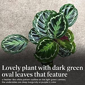 American Plant Exchange Calathea Medallion Live Prayer Plant, 6-Inch Pot W/Stylish Cover, Pet Safe, Low Light, & Air Purifying Tropical Indoor Plant for Home, Office & Garden Décor